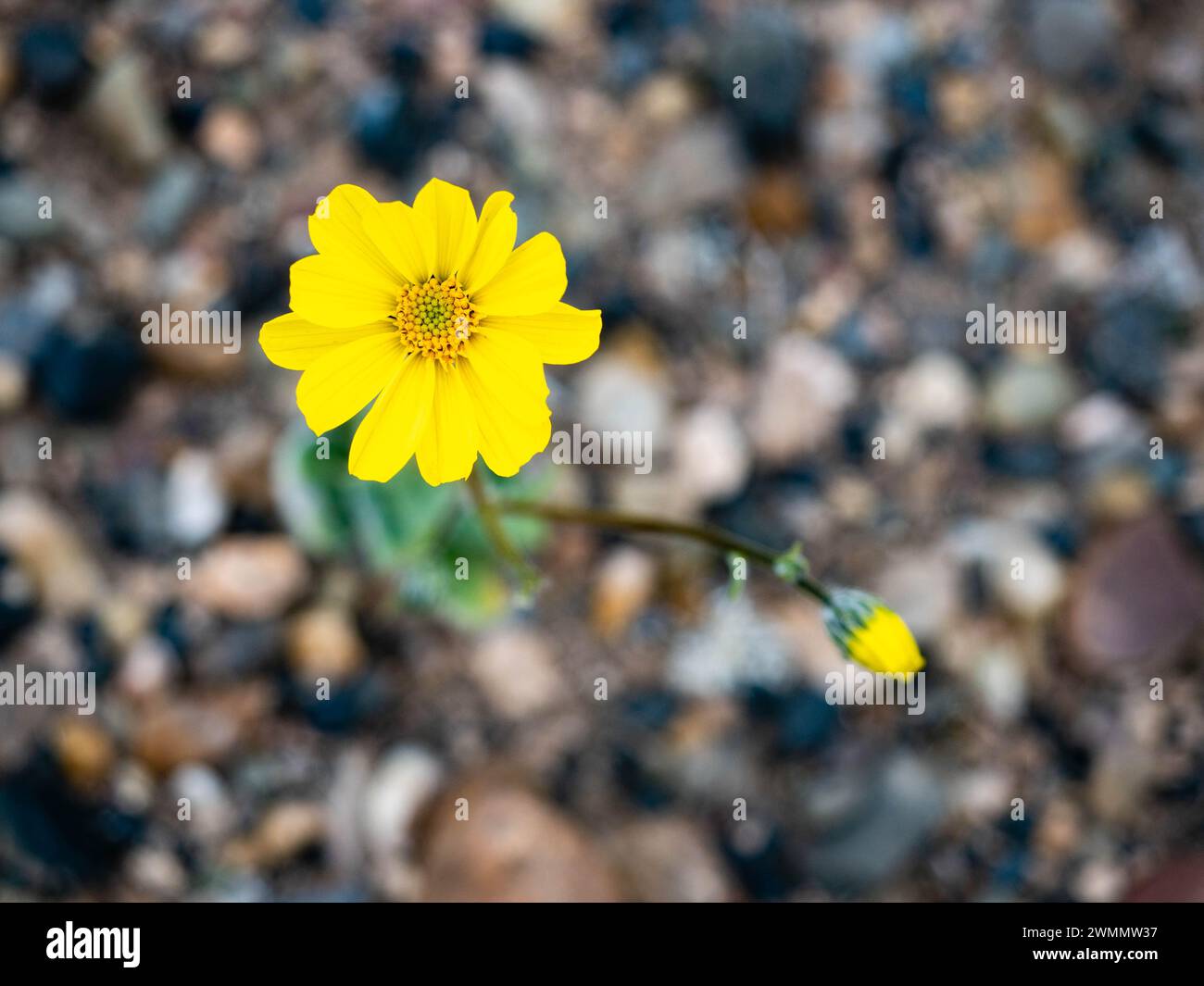 Desert Gold Wildflower, Gerea canescens, Death Vally National Park ...