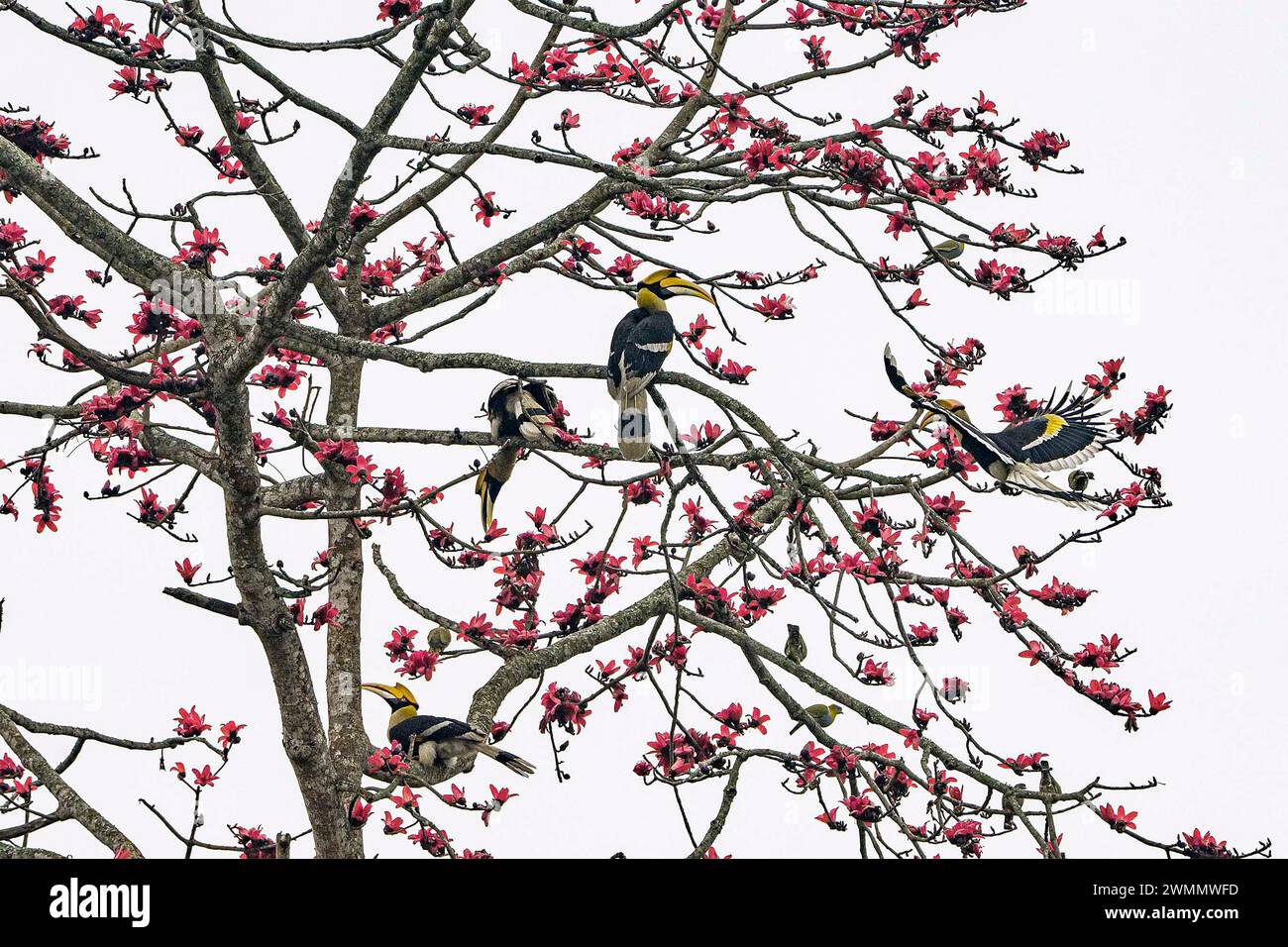 Kaziranga, Assam, India. 27th Feb, 2024. As the spring season breathes ...