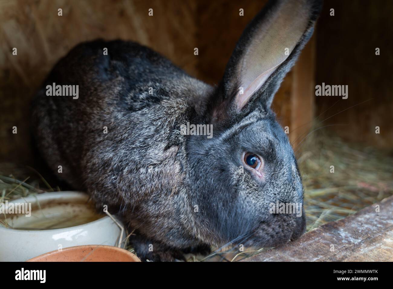 Giant rabbit in cage. Domestic giant rabbit (Lepus curpaeums) on a farm ...