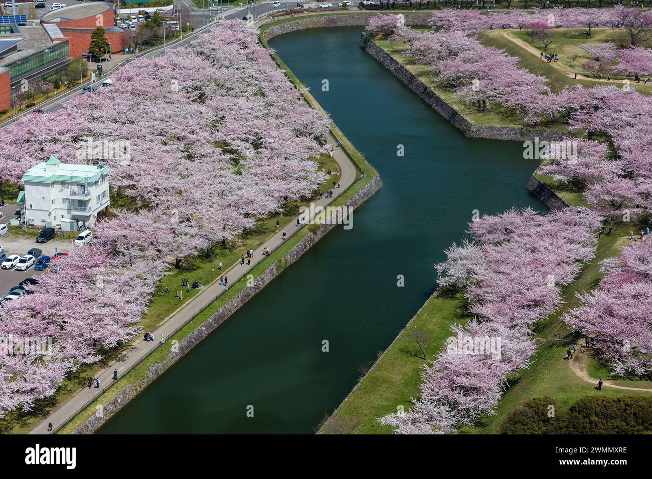 Spectacular pink Sakura (Cherry Blossom) in springtime (Hakodate, Japan ...