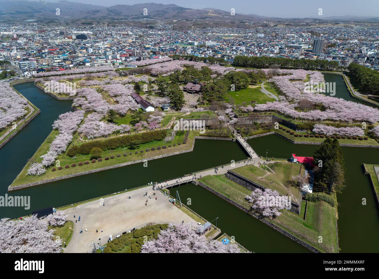 Spectacular pink Sakura (Cherry Blossom) in springtime (Hakodate, Japan ...