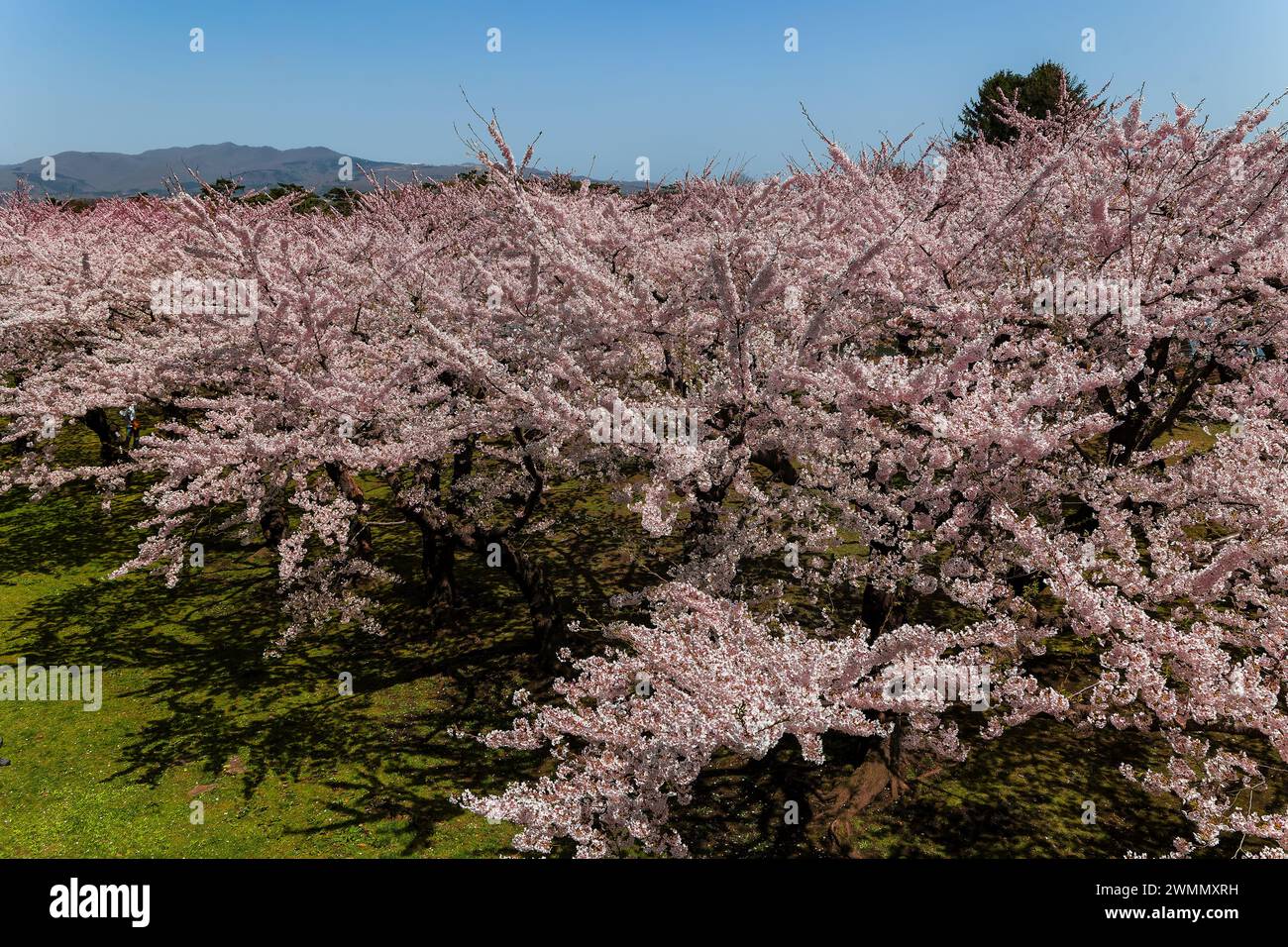 Sakura blossoming in spring time hi-res stock photography and images ...
