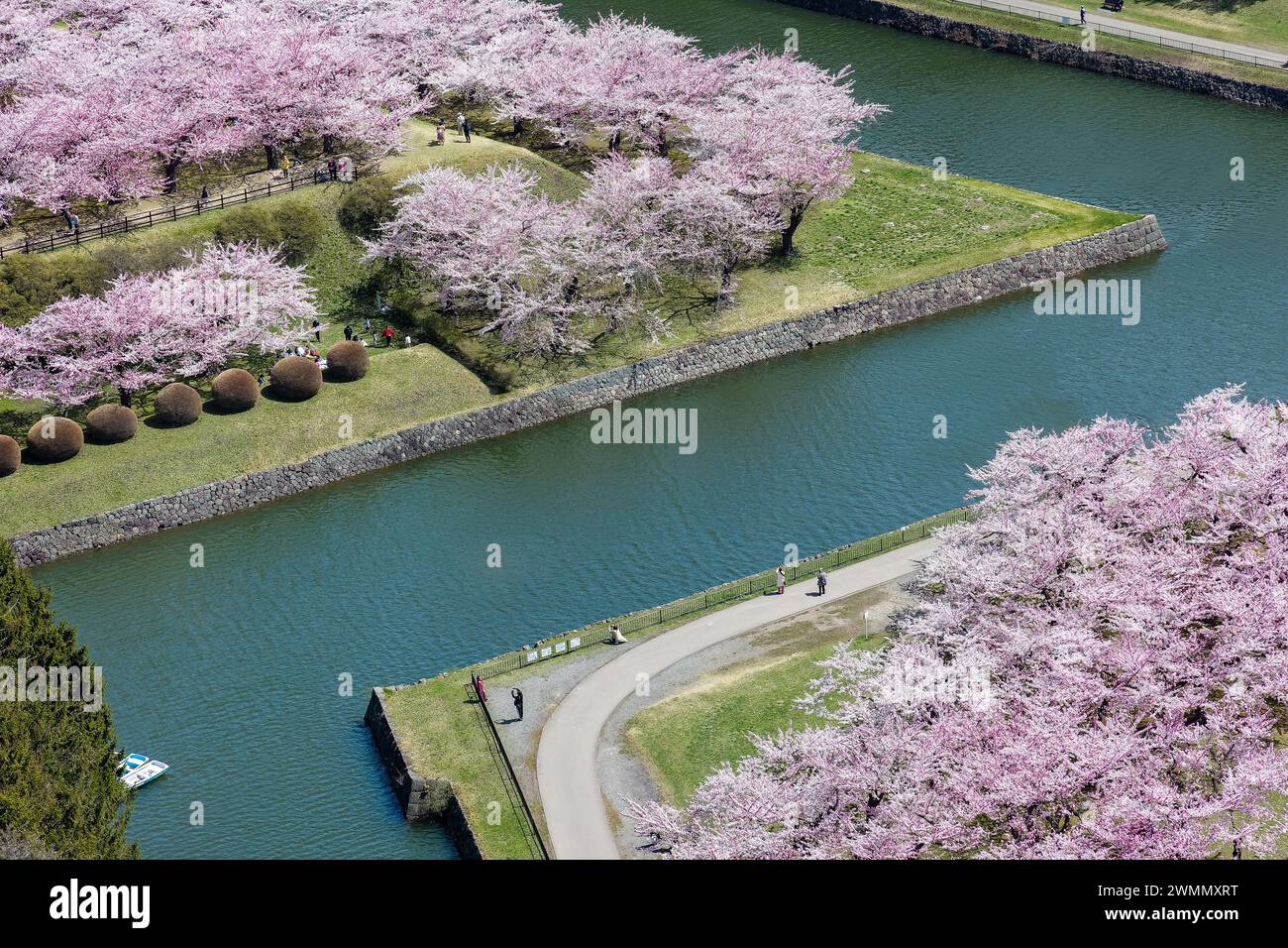 People enjoying beautiful pink Cherry Blossom during springtime Stock ...