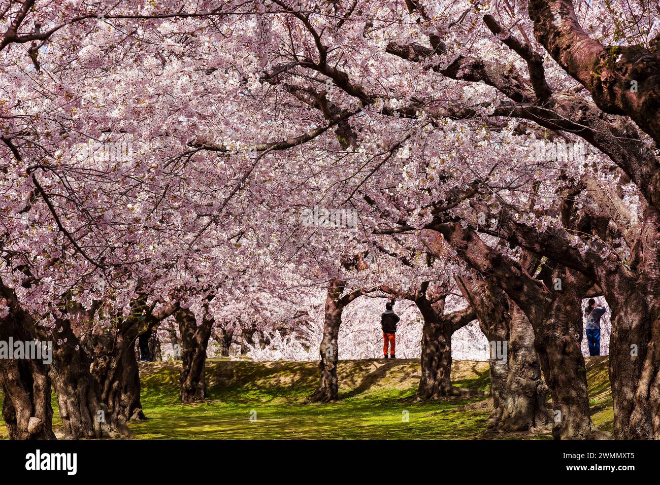 Beautiful Cherry Blossom (Sakura) tunnel on a bright sunny day in ...