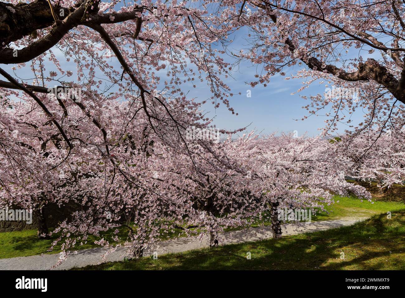Beautiful pink Cherry Blossom (Sakura) blooming during the springtime ...
