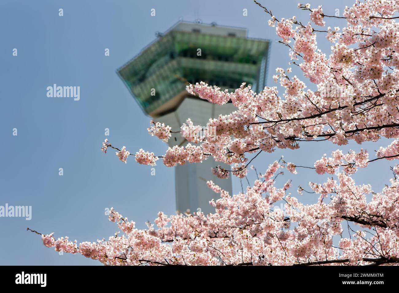 Beautiful pink Cherry Blossom (Sakura) blooming during the springtime ...