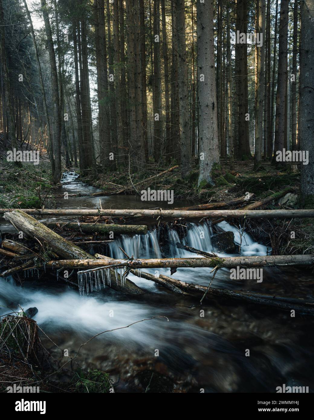 A river flows through a forest, with a fallen tree across its path ...