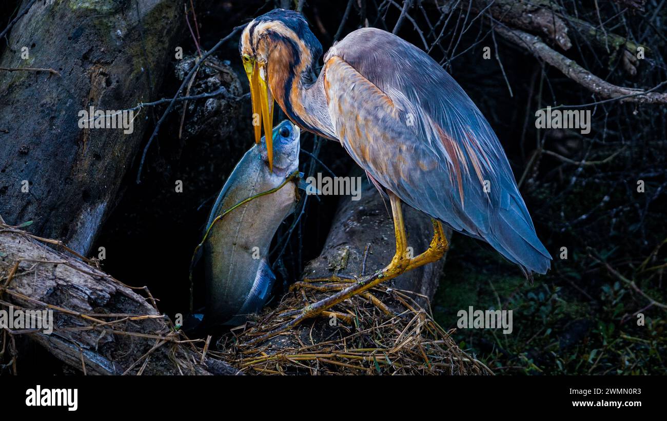 Weding bird hi-res stock photography and images - Alamy