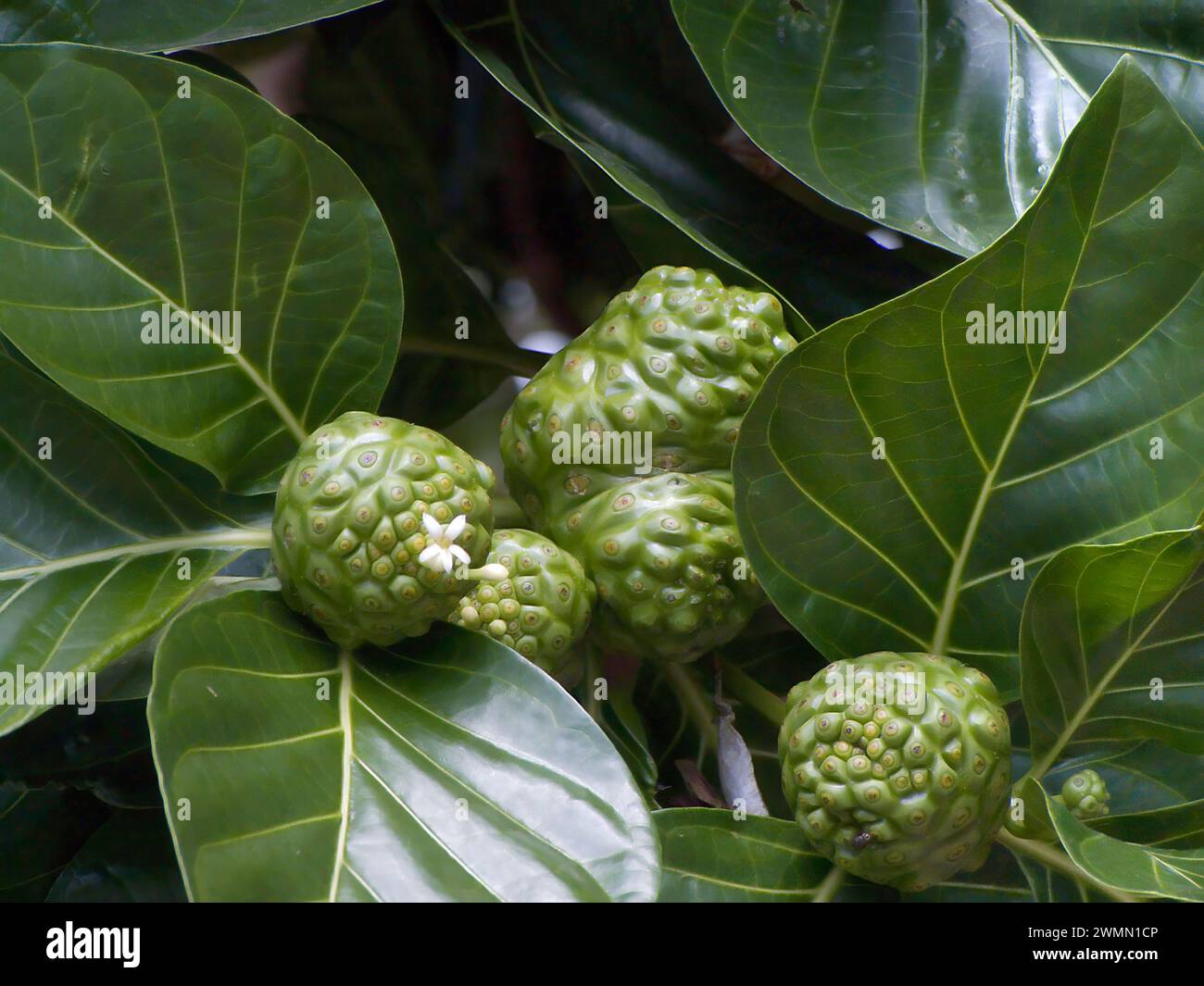 Indian mullberry hi-res stock photography and images - Alamy
