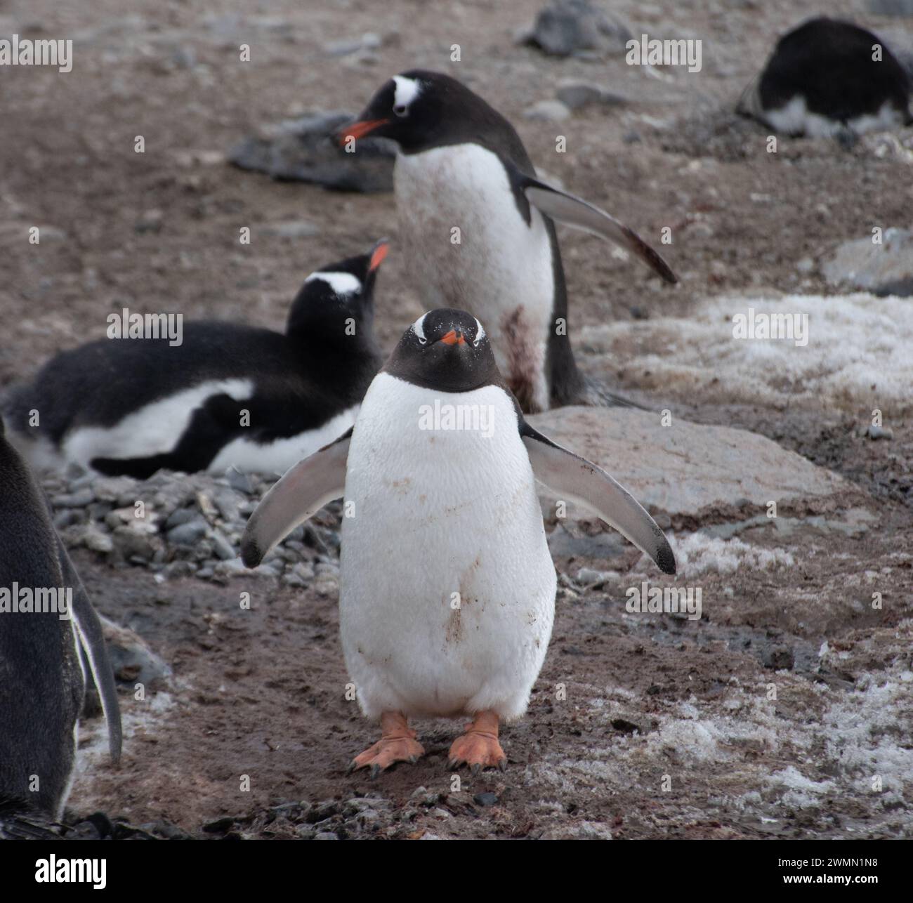 Exciting wildlife hi-res stock photography and images - Alamy