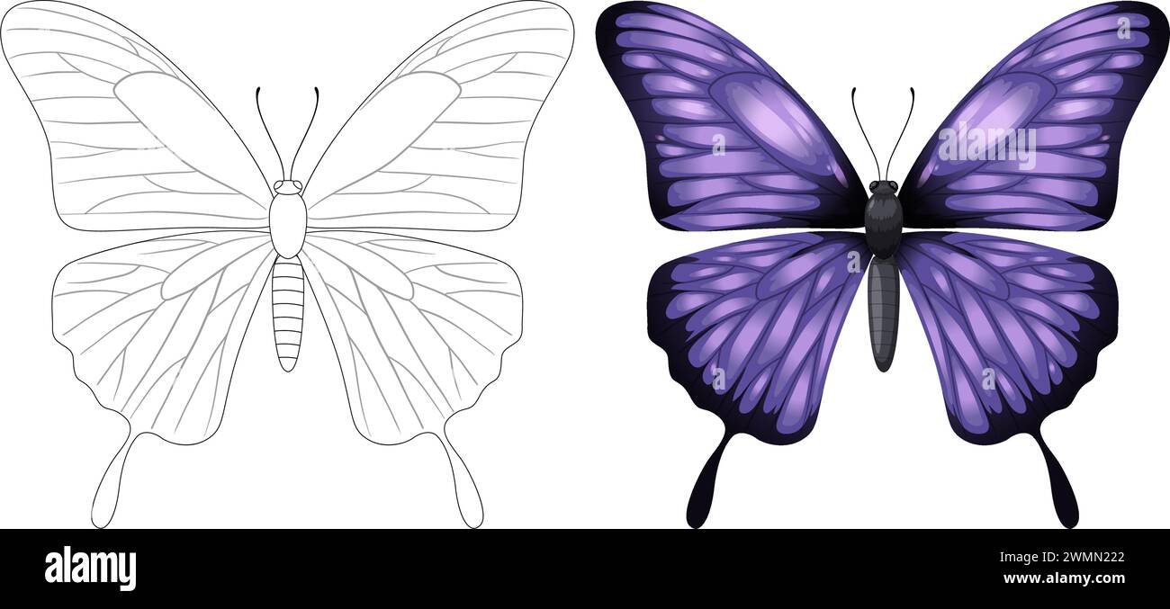 Illustration of a butterfly, from outline to full color Stock Vector ...