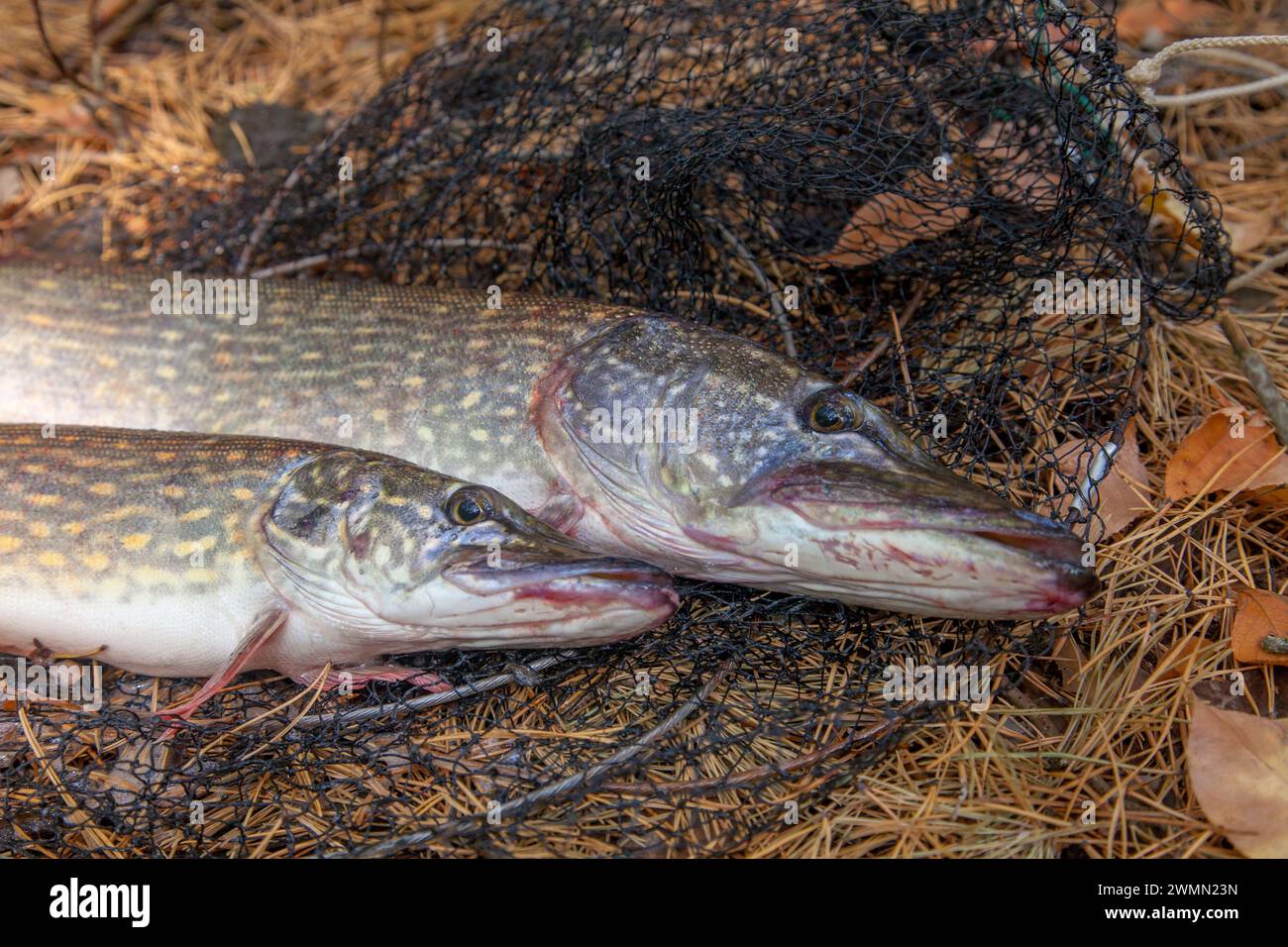 Fishing concept, trophy catch - two big freshwater pikes fish know as ...