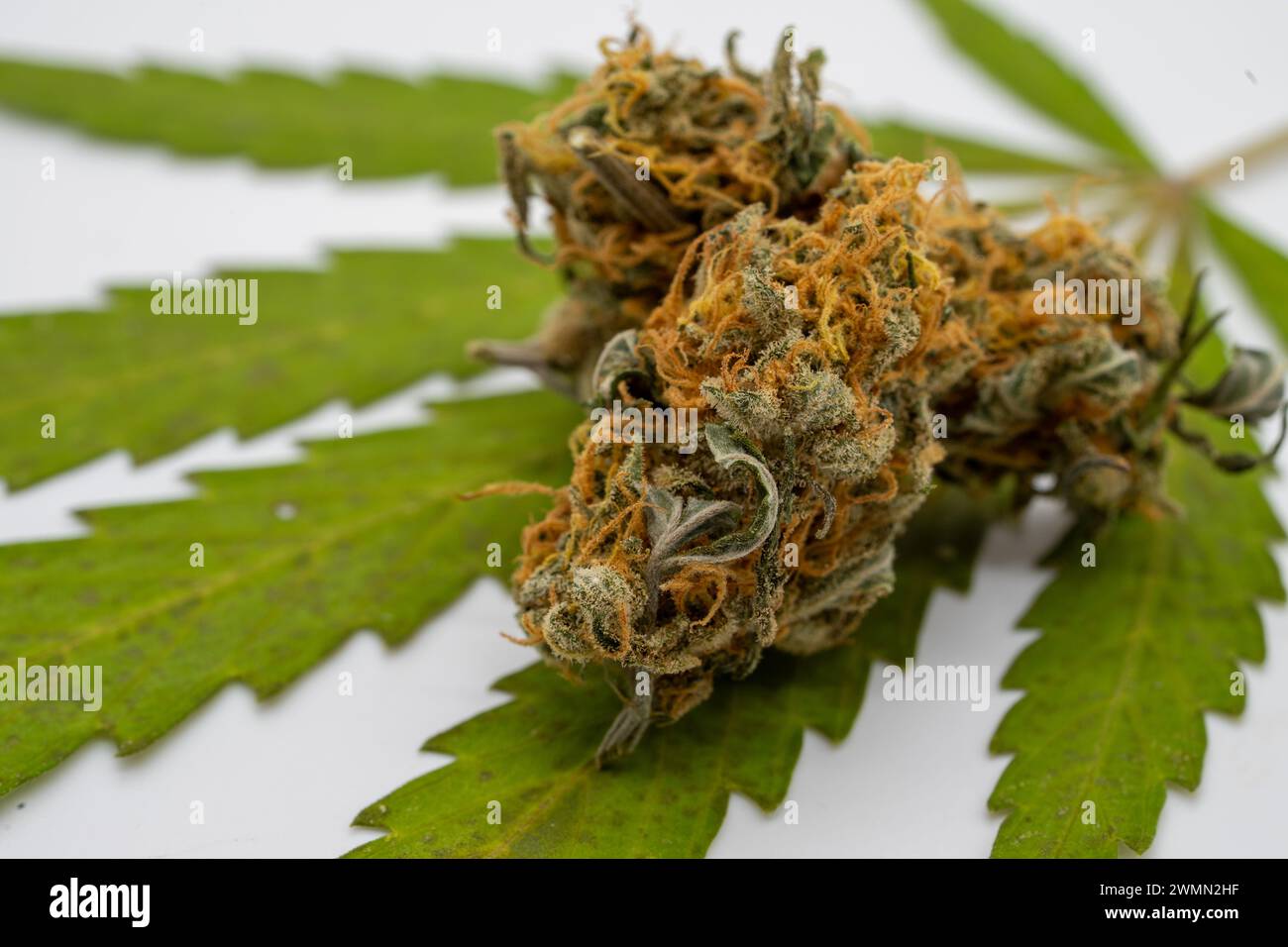 Marijuana farm greenhouse hi-res stock photography and images - Alamy