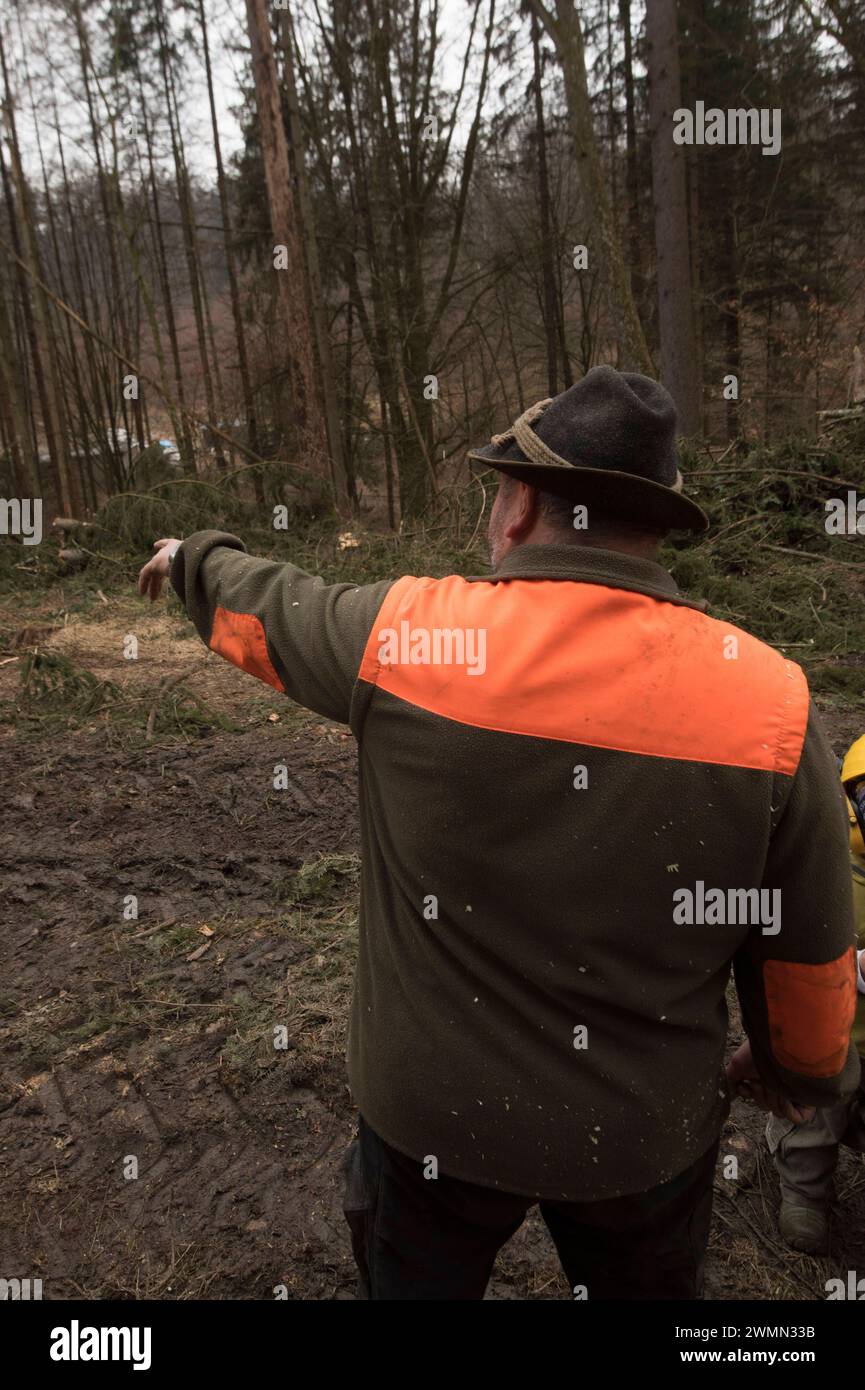 tree felling, logging and forestry work in a commercial forest tree ...