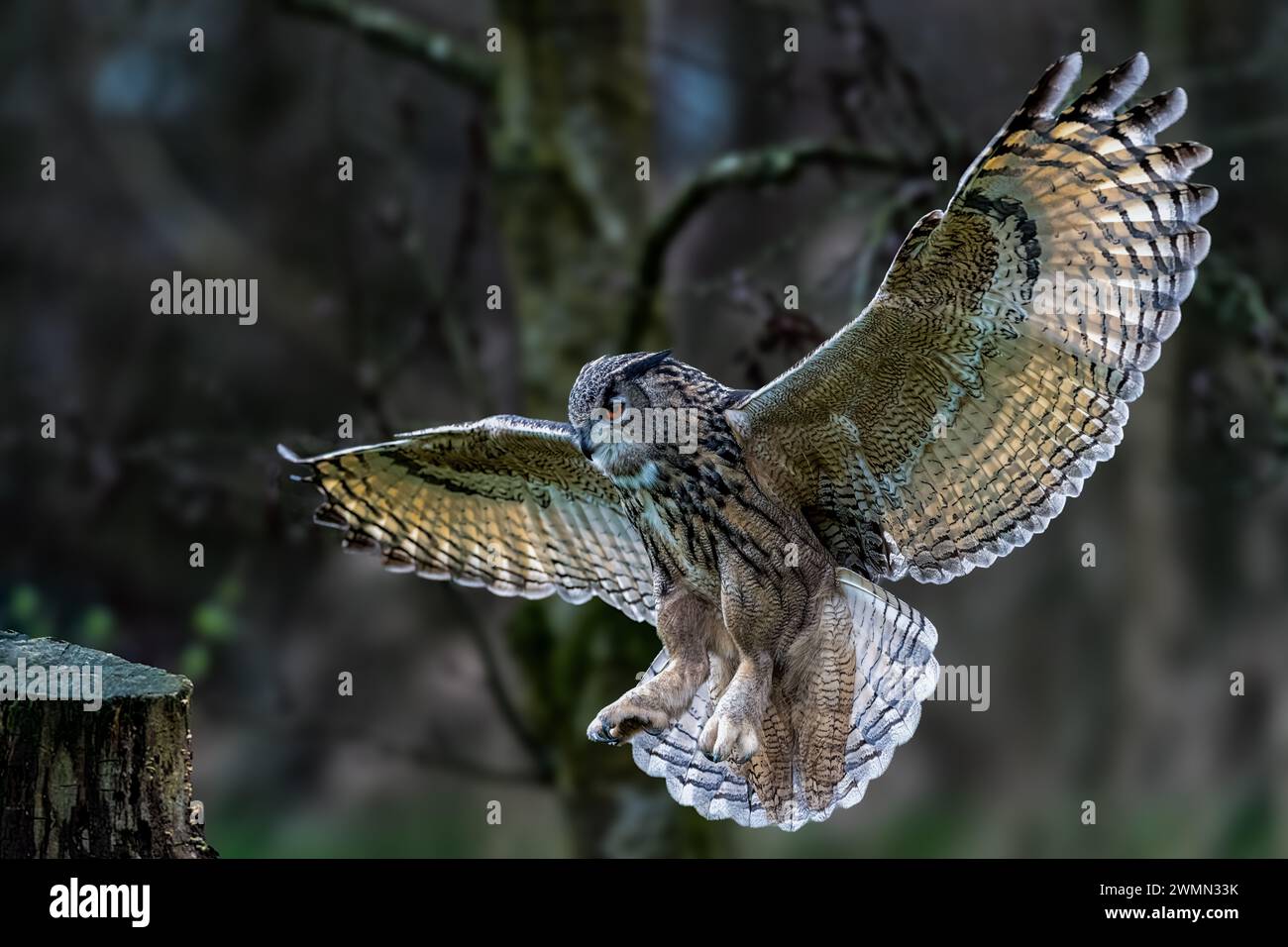 Eagle wings extended hi-res stock photography and images - Alamy