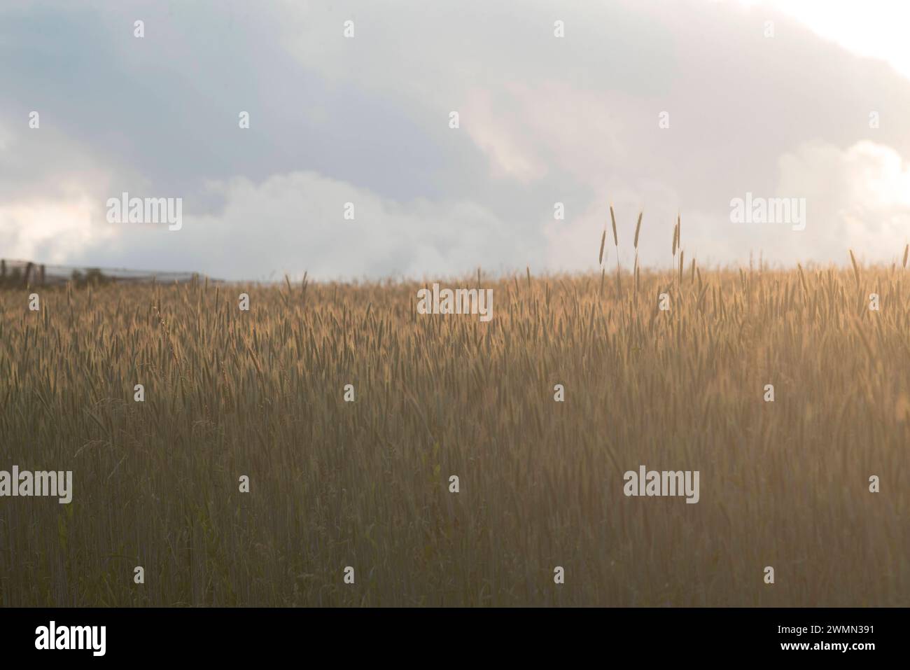 Wheat field in agriculture, growing cereal crops for food production a ...