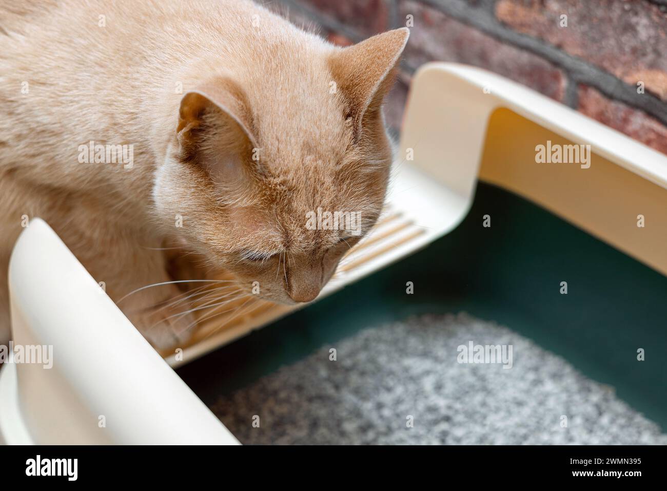the cat climbs into the cat litter box Stock Photo - Alamy