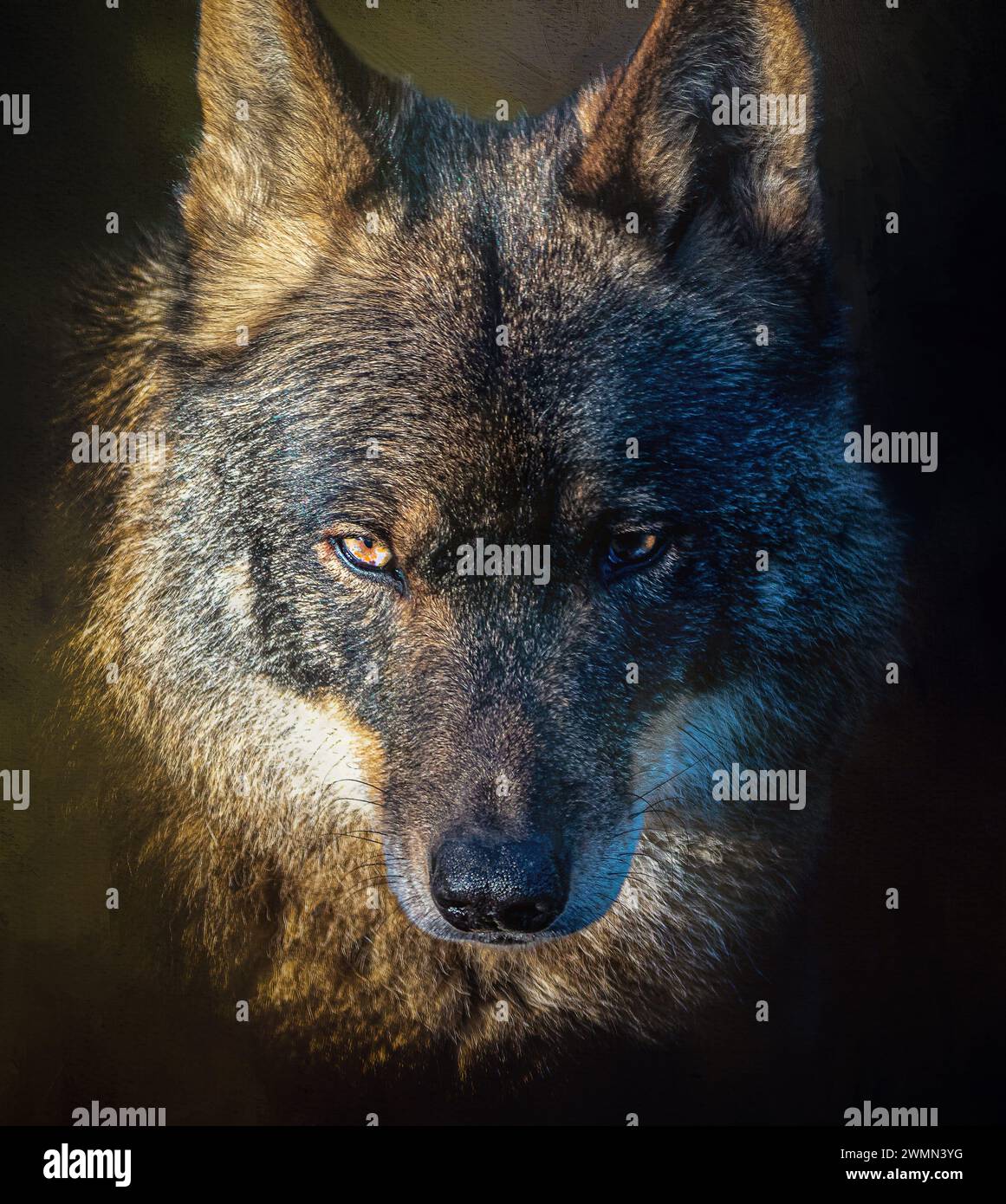 A wolf strikes a pose BLACKPOOL ZOO, ENGLAND AMAZING IMAGES show ...