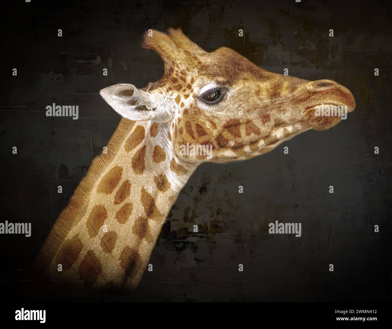 The looming head of a giant giraffe BLACKPOOL ZOO, ENGLAND AMAZING ...