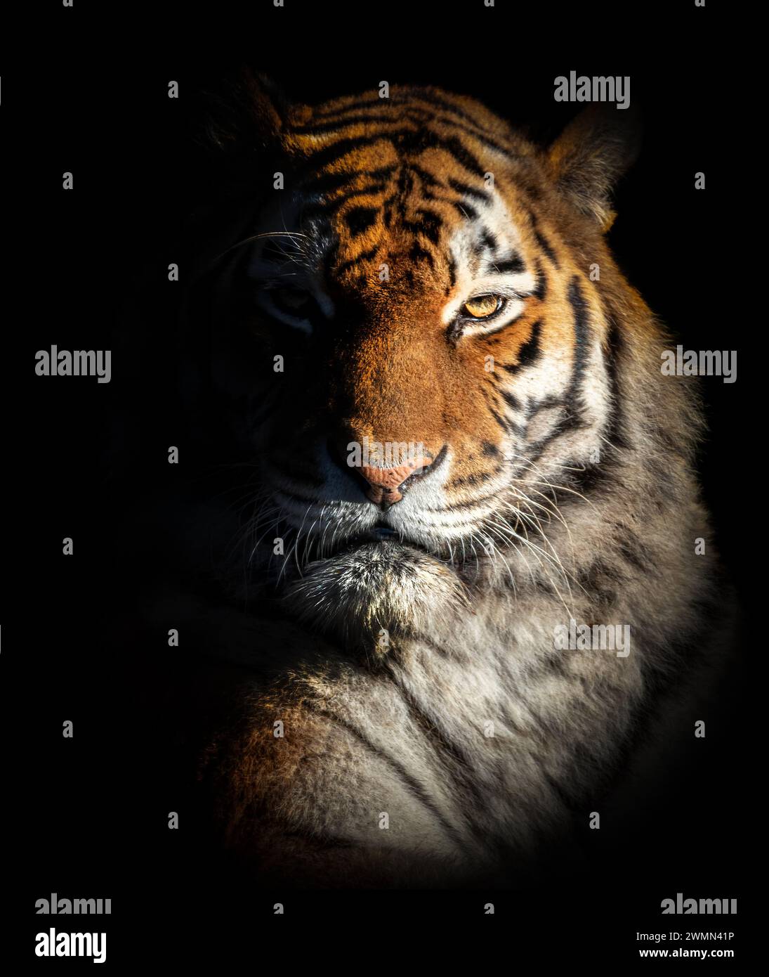 A fearsome tiger BLACKPOOL ZOO, ENGLAND AMAZING IMAGES show portraits ...