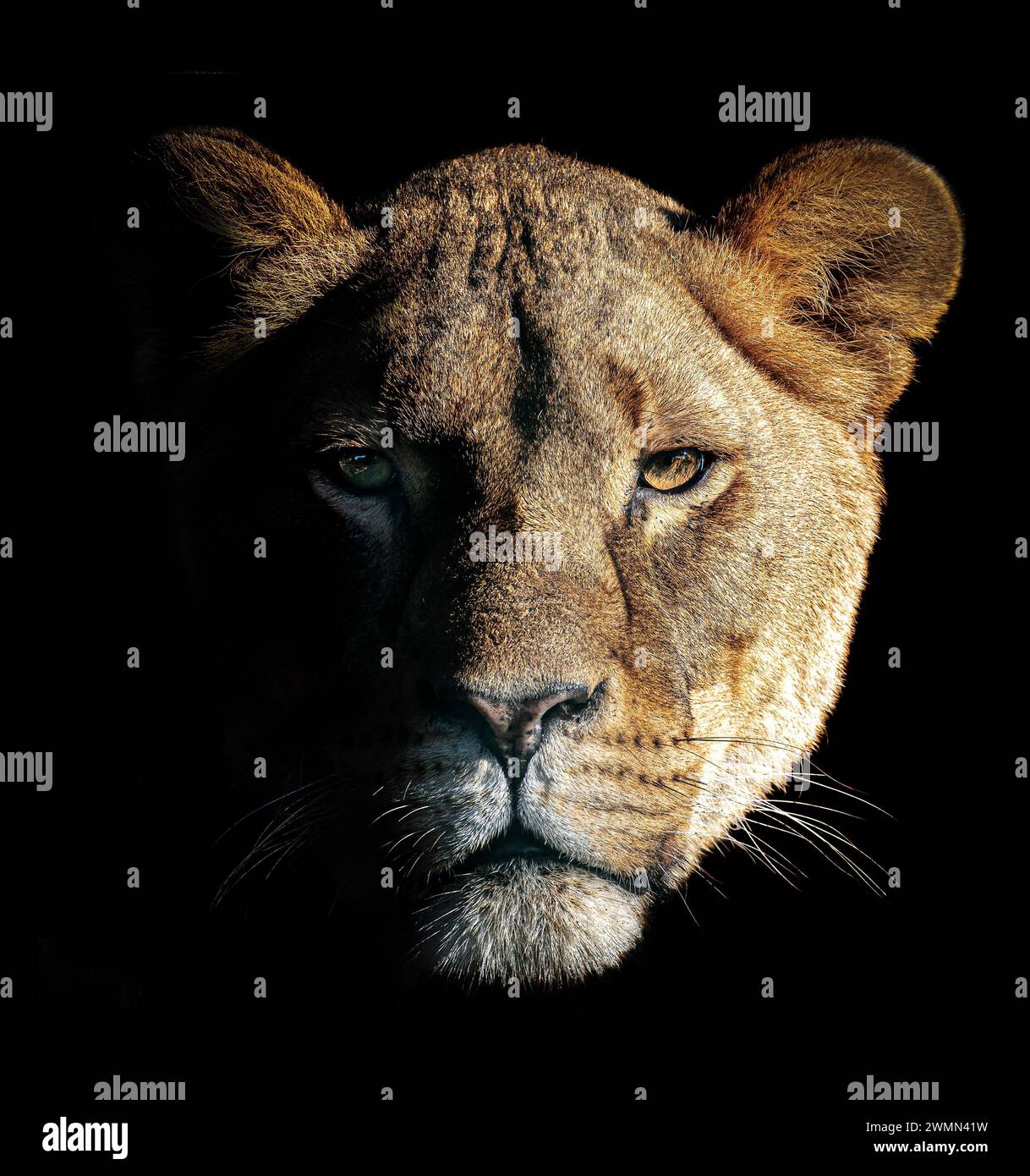 A lion poses perfectly BLACKPOOL ZOO, ENGLAND AMAZING IMAGES show ...