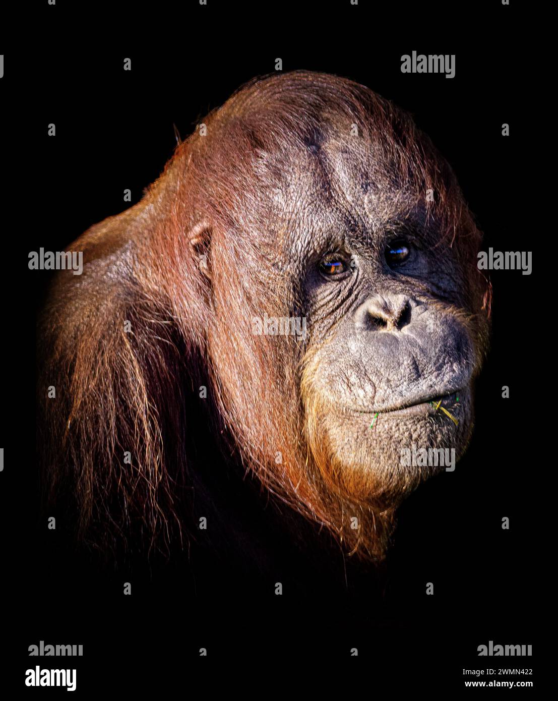 An orangutan smiles for their picture BLACKPOOL ZOO, ENGLAND AMAZING ...
