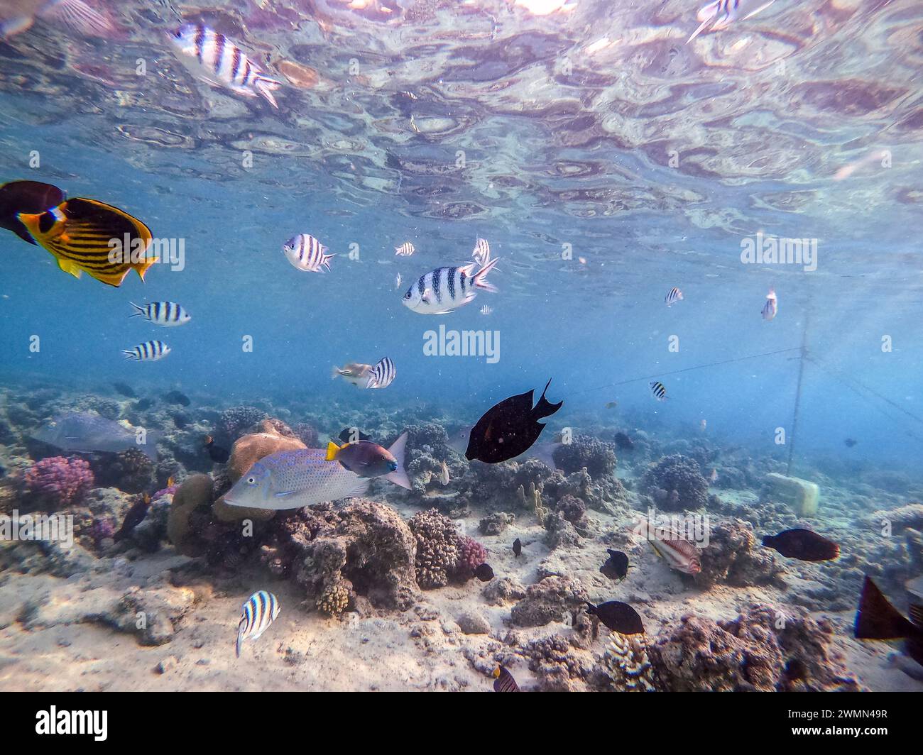 Tropical Spangled Emperor fish known as Lethrinus Nebulosus underwater ...