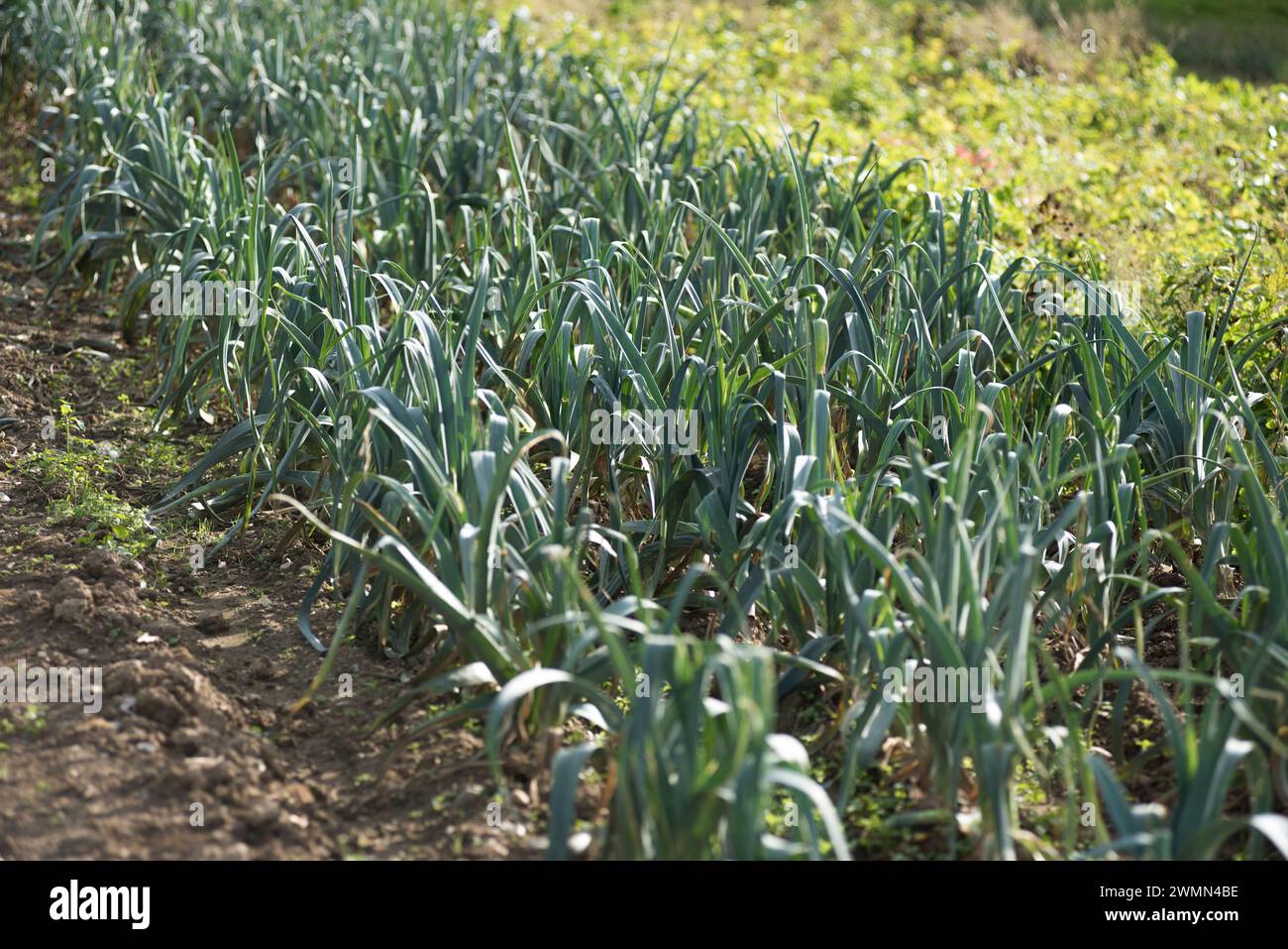 garden horticulture a very important structure in agriculture garden ...