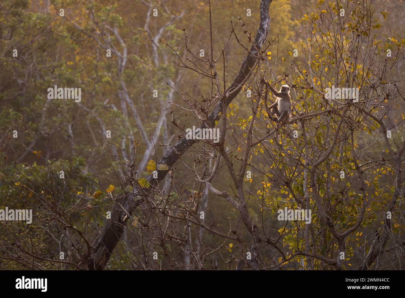 Black-footed Langur - Semnopithecus hypoleucos, beautiful popular ...