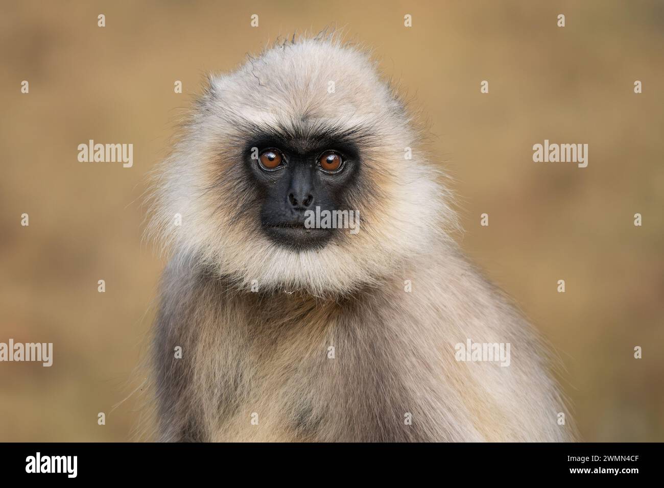 Black-footed Langur - Semnopithecus hypoleucos, beautiful popular ...