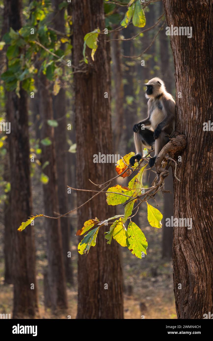 Black-footed Langur - Semnopithecus hypoleucos, beautiful popular ...
