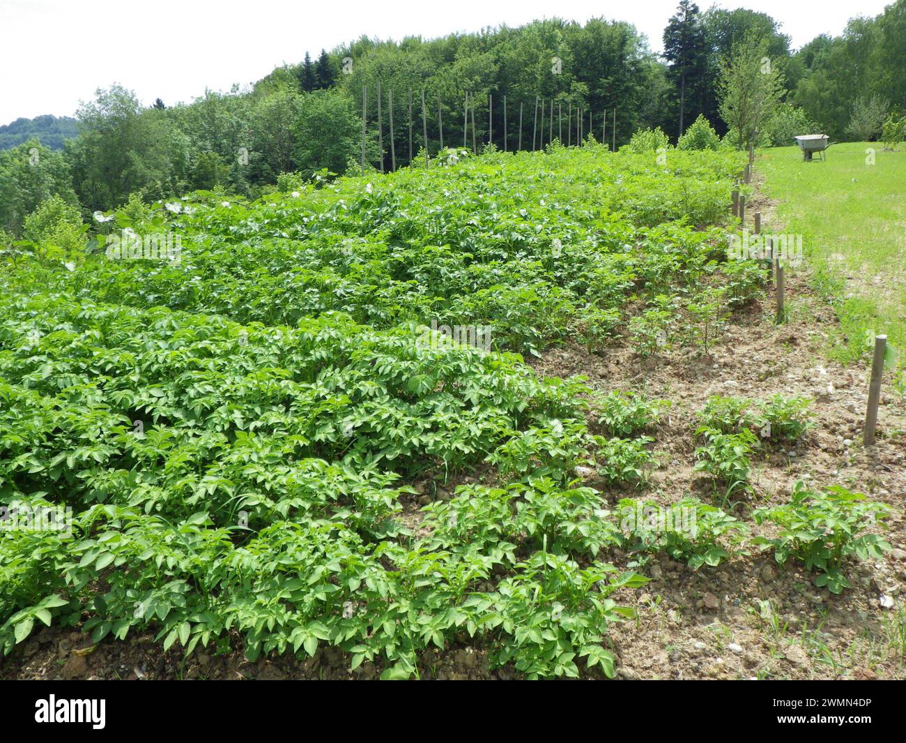 garden horticulture a very important structure in agriculture garden ...