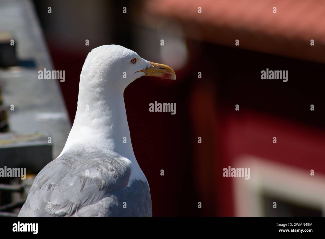 Seagull as lookout hi-res stock photography and images - Alamy