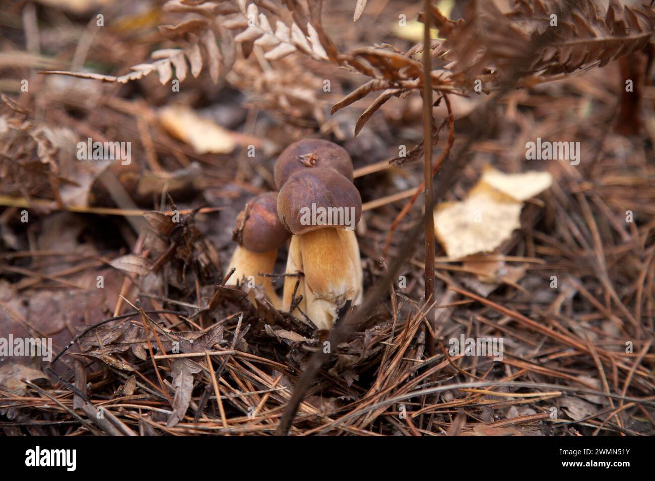 Family of Boletus Badius, Imleria Badia or Bay Bolete growing in an ...