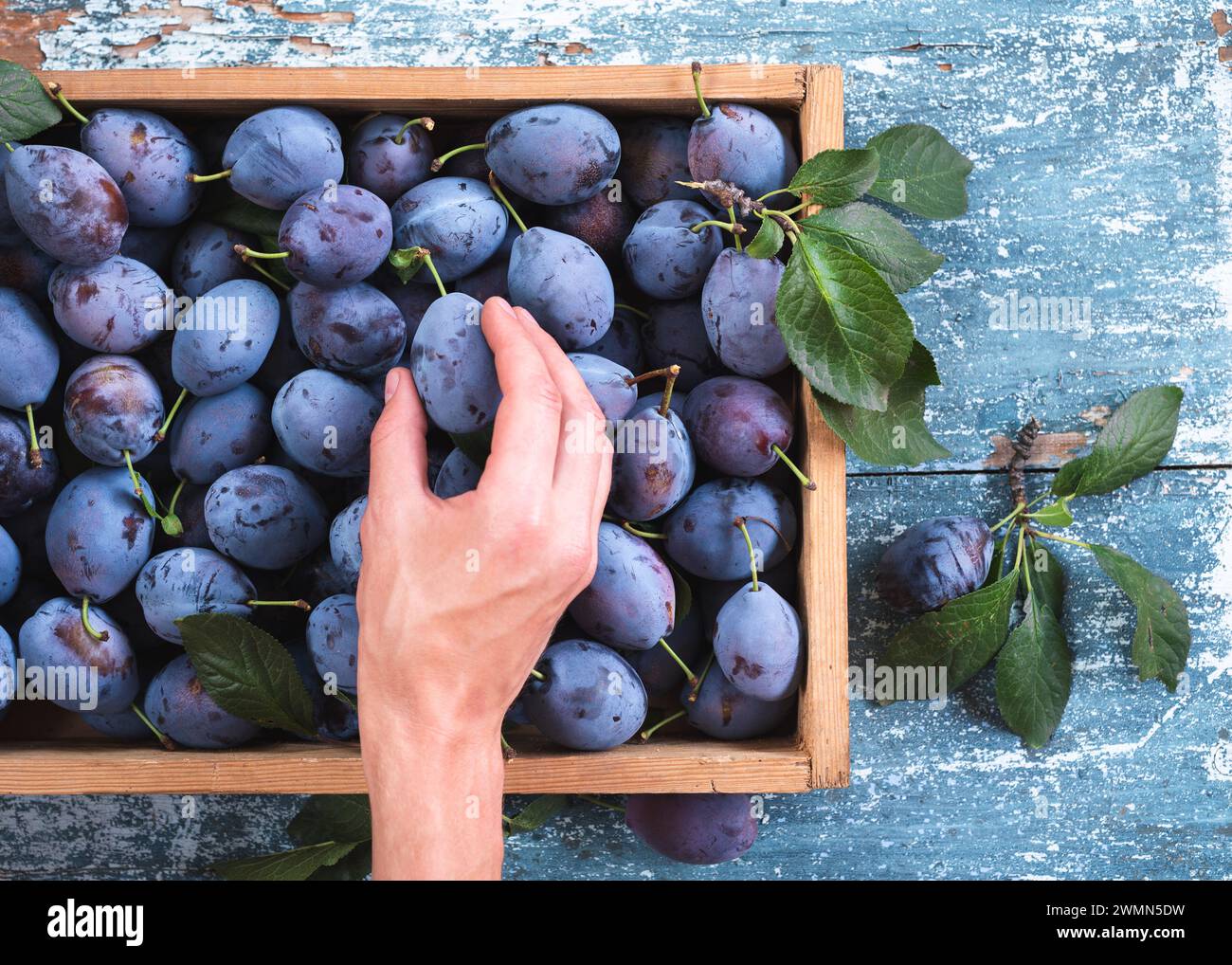 Harvest of plums. Ripe fruit in a wooden box Stock Photo - Alamy