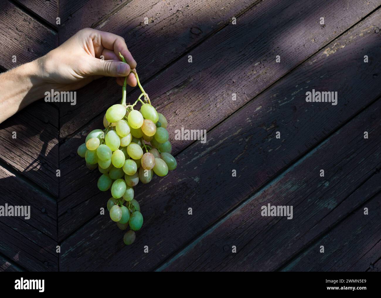 Grapes in hand hi-res stock photography and images - Alamy