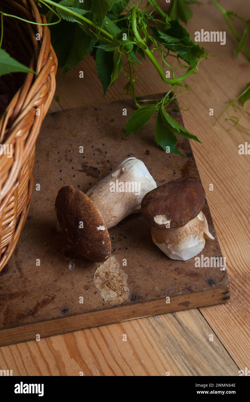Crop of forest edible mushrooms. Two porcini mushrooms (cep, porcino or ...