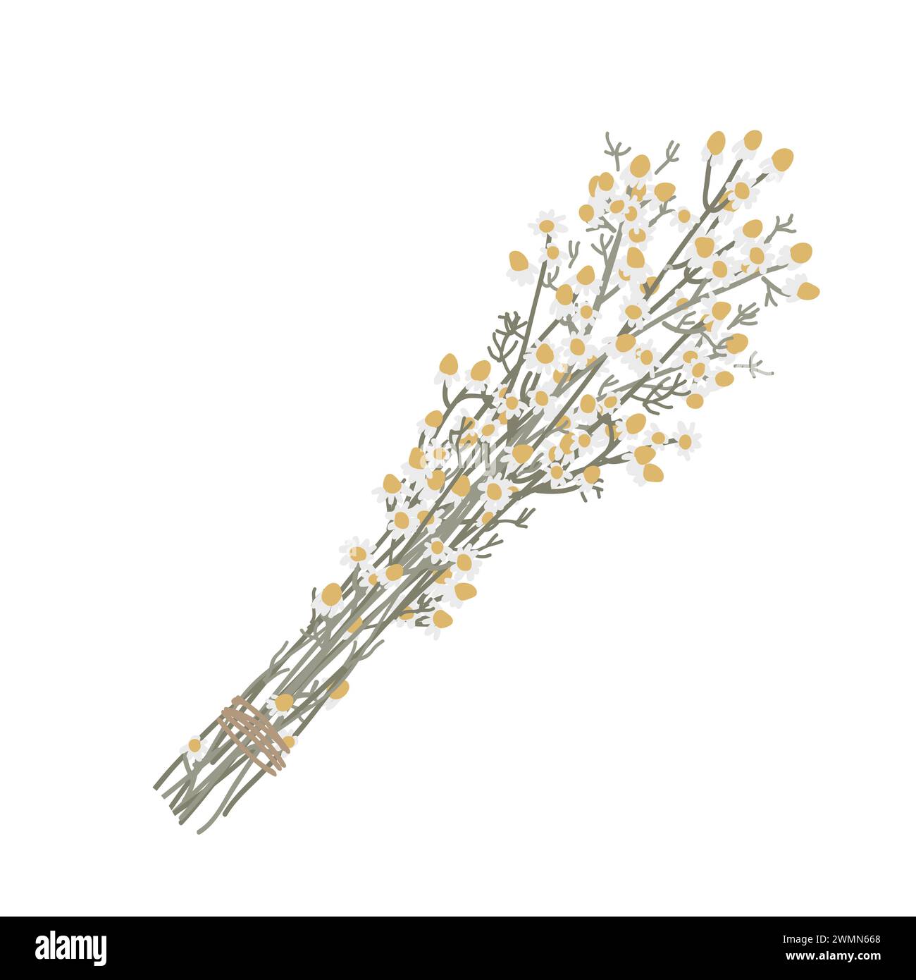 Dried chamomile herbs bunch isolated on white. Vector isolated ...