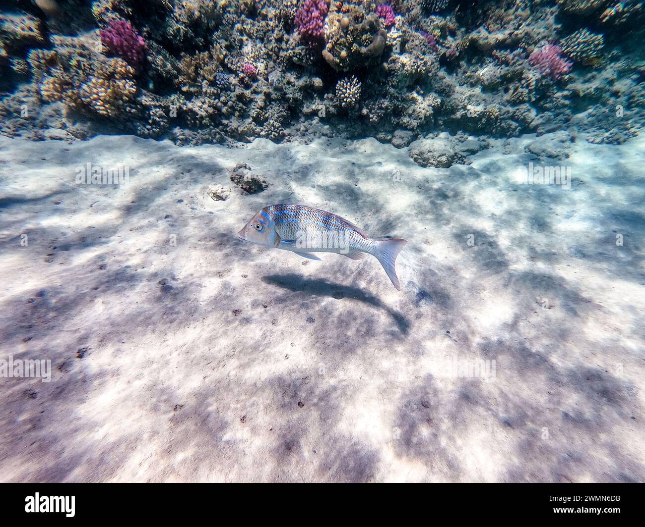 Tropical Spangled Emperor fish known as Lethrinus Nebulosus underwater ...