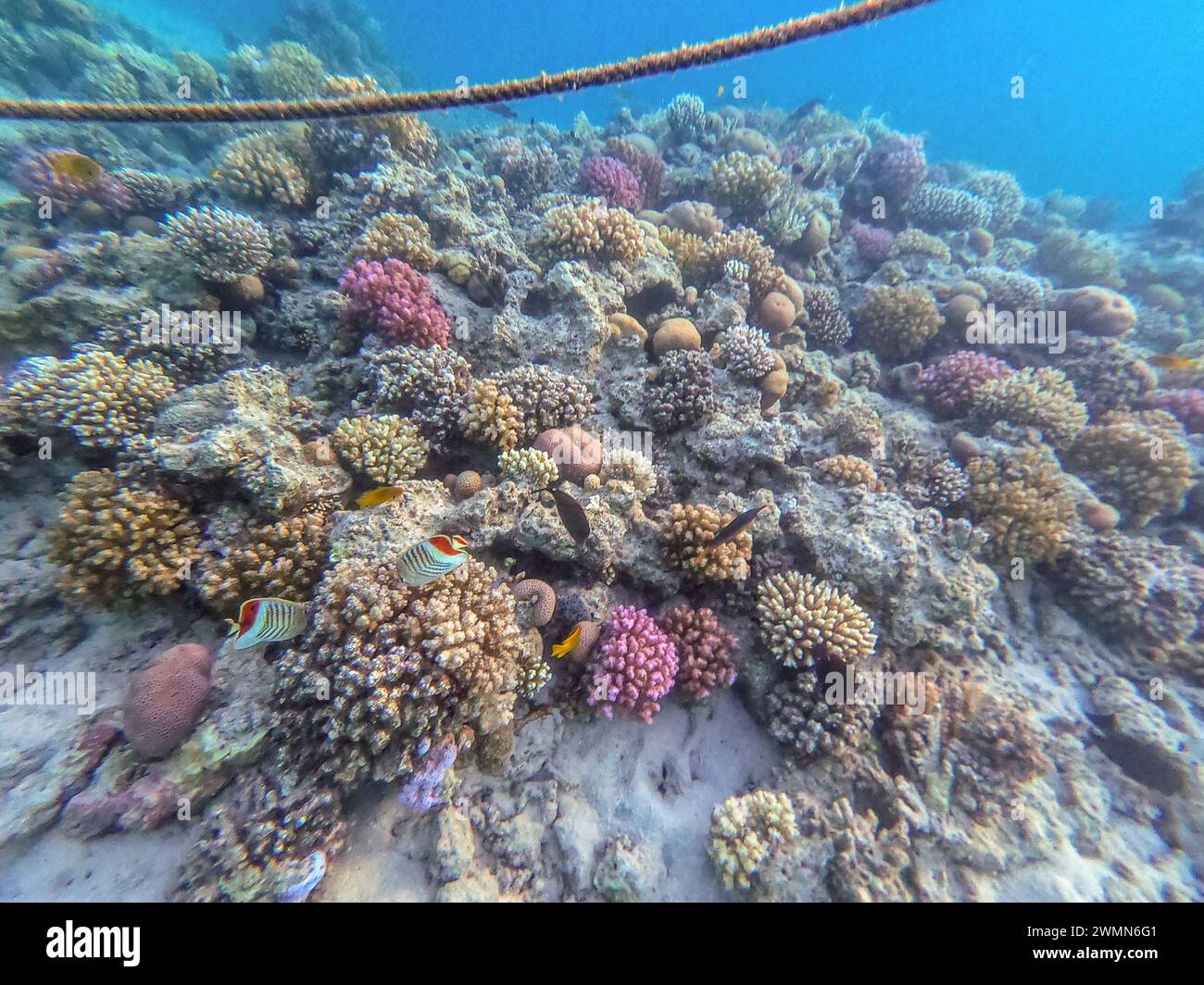 Tropical Eritrean butterflyfish or crown butterflyfish known as ...