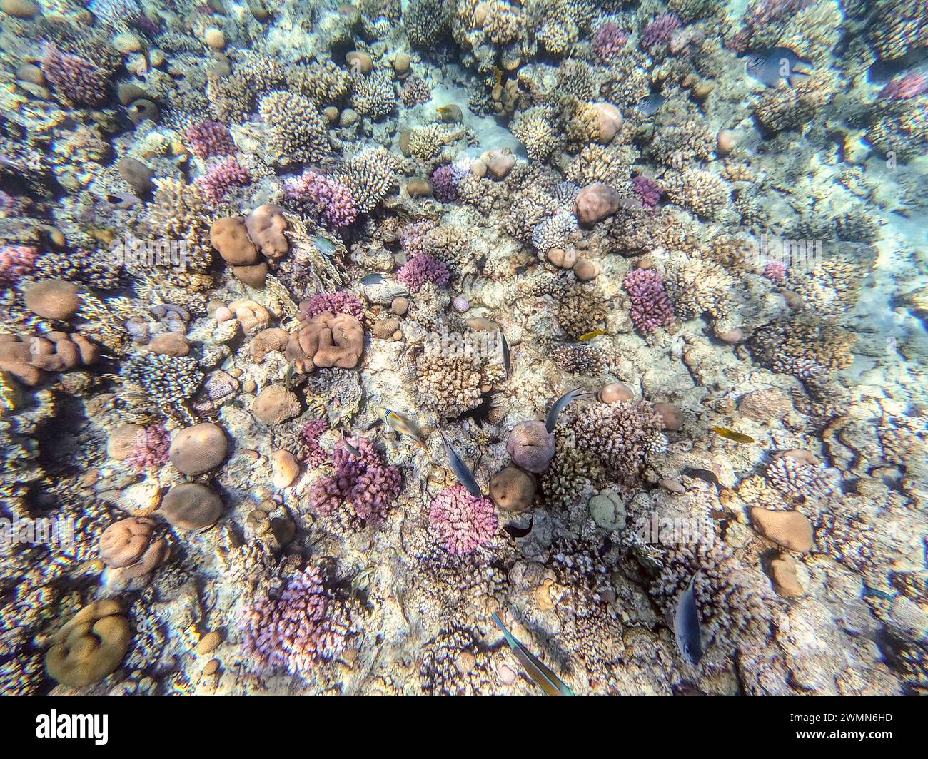 Underwater panoramic view of coral reef with tropical fish, seaweeds ...