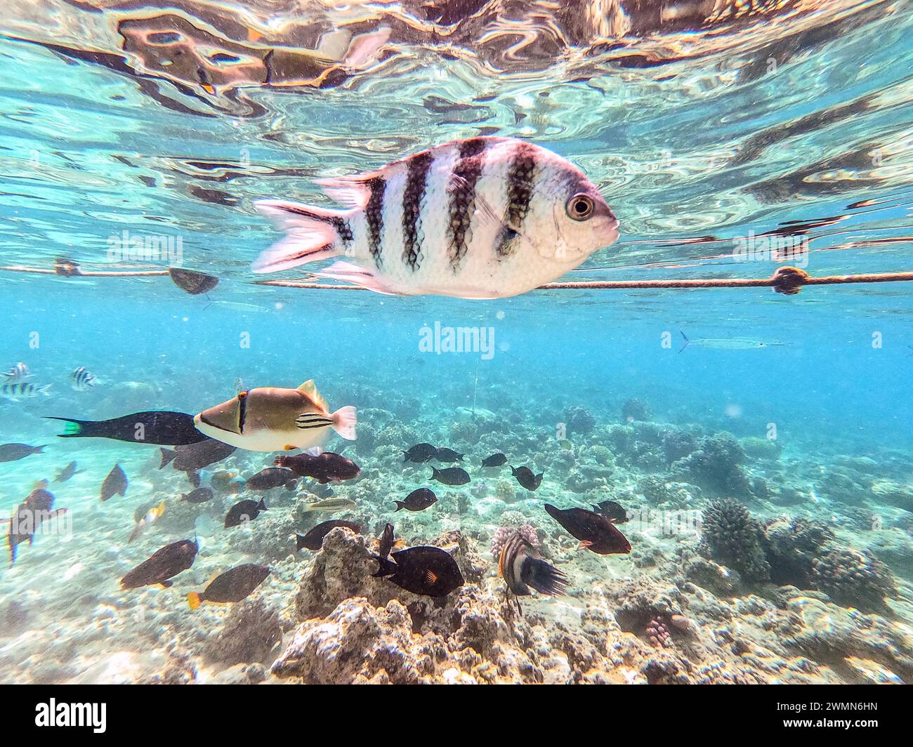 Underwater coral reef scissortail hi-res stock photography and images ...
