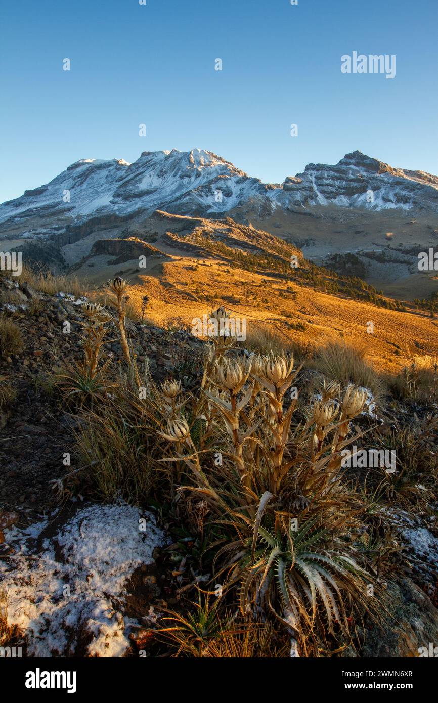 Winter Volcano Mountain Flower Indonesia's Mount Semeru Volcanic