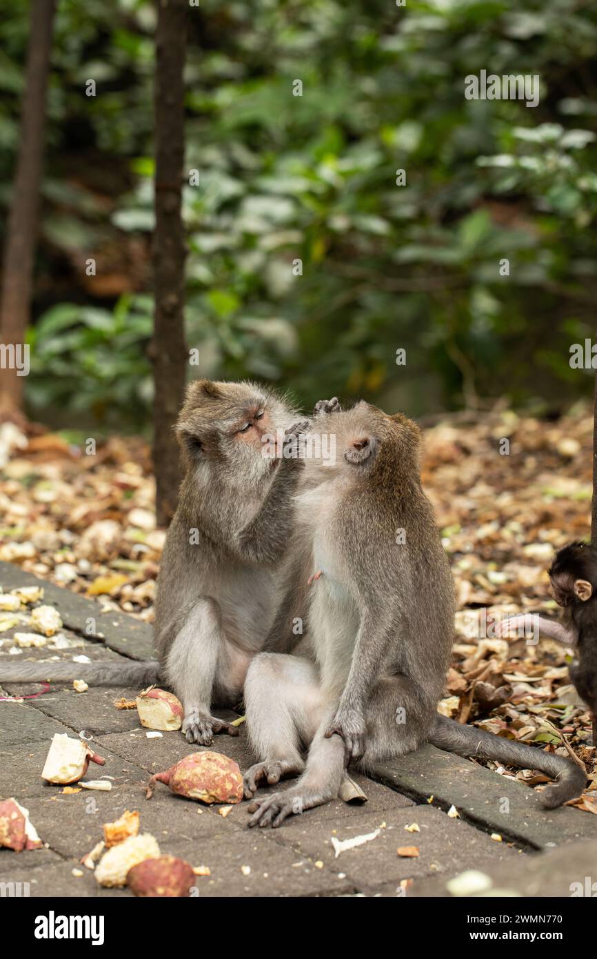 A long-tailed macaque is sitting on a footpath in the Ubud Monkey ...