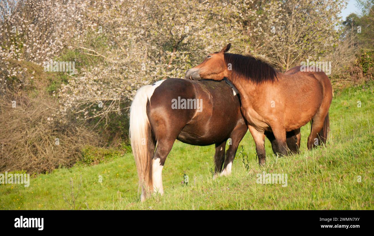 Scratching horse hi-res stock photography and images - Alamy