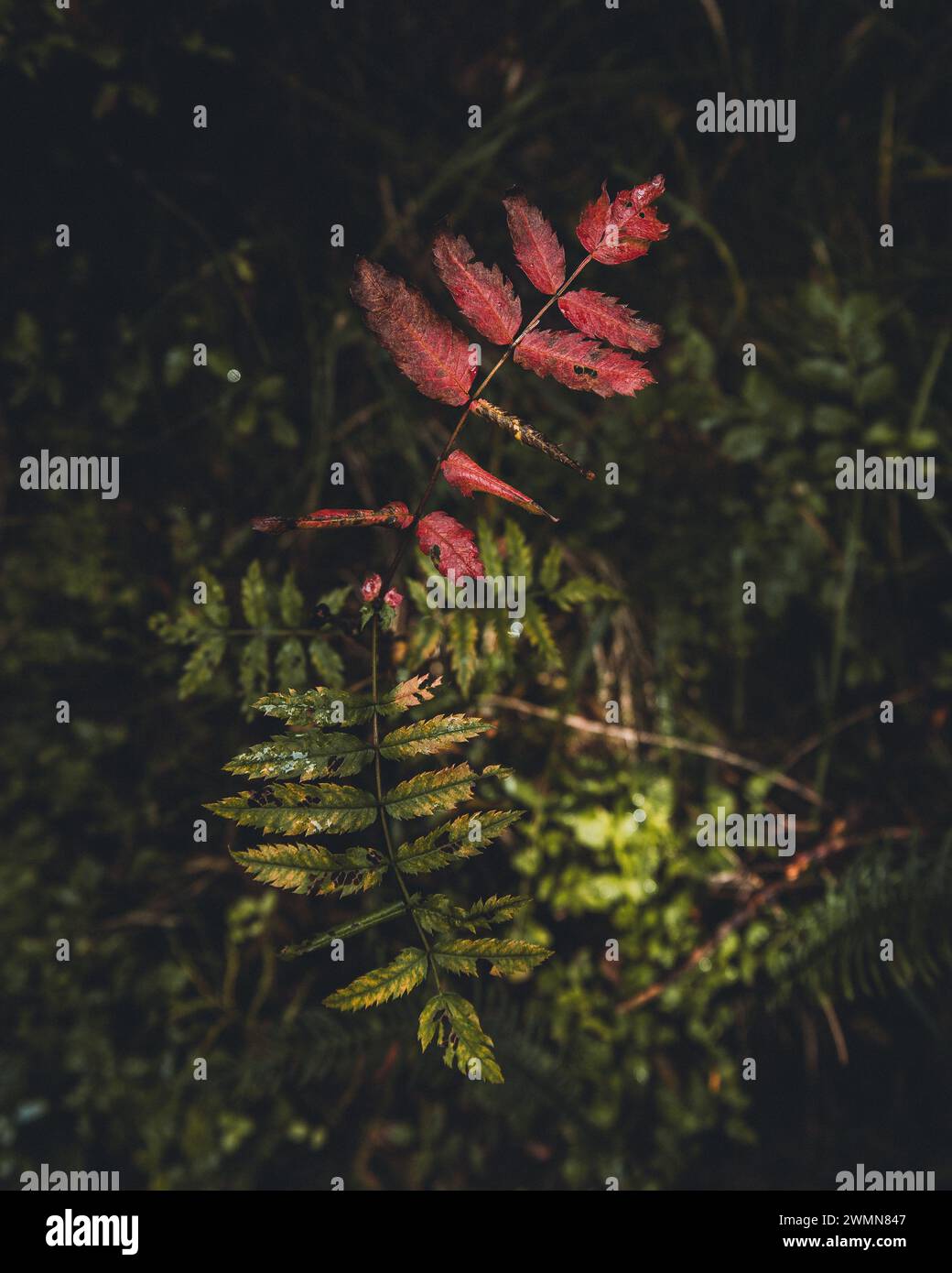 Dimly lit forest hi-res stock photography and images - Alamy