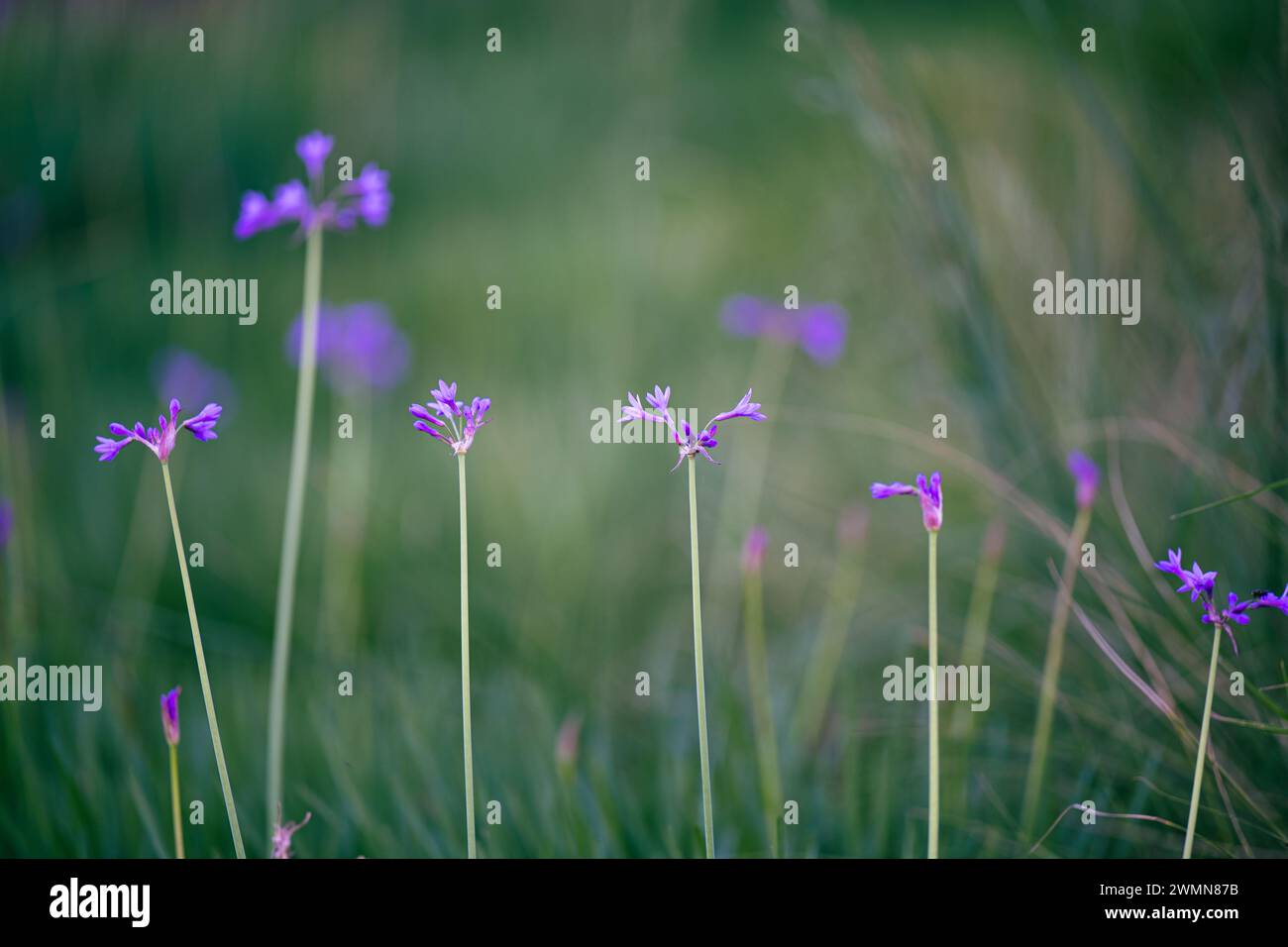 Small purple wildflowers hi-res stock photography and images - Alamy