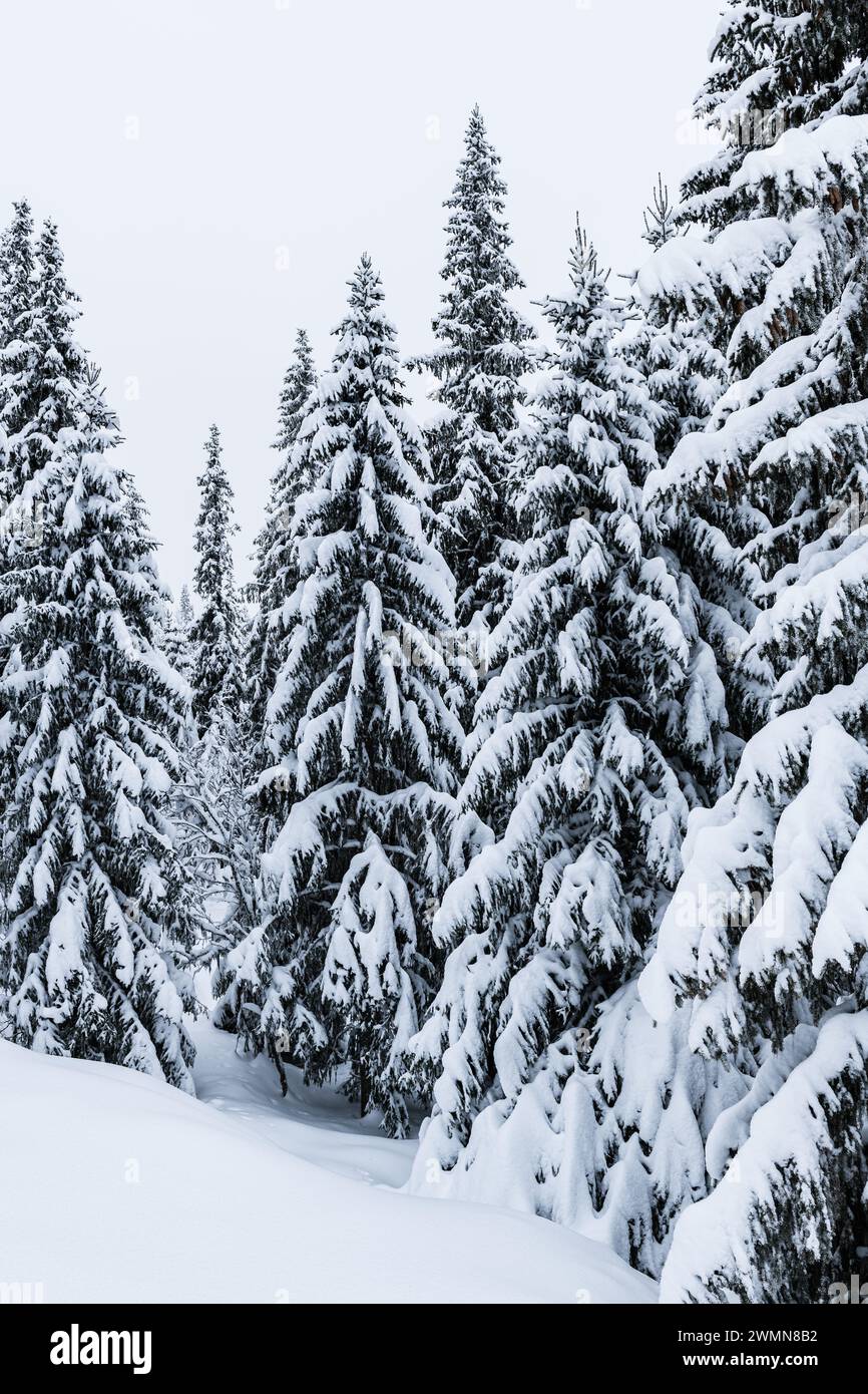 A dense forest in Sweden is blanketed in snow, with countless trees standing tall and covered in ...