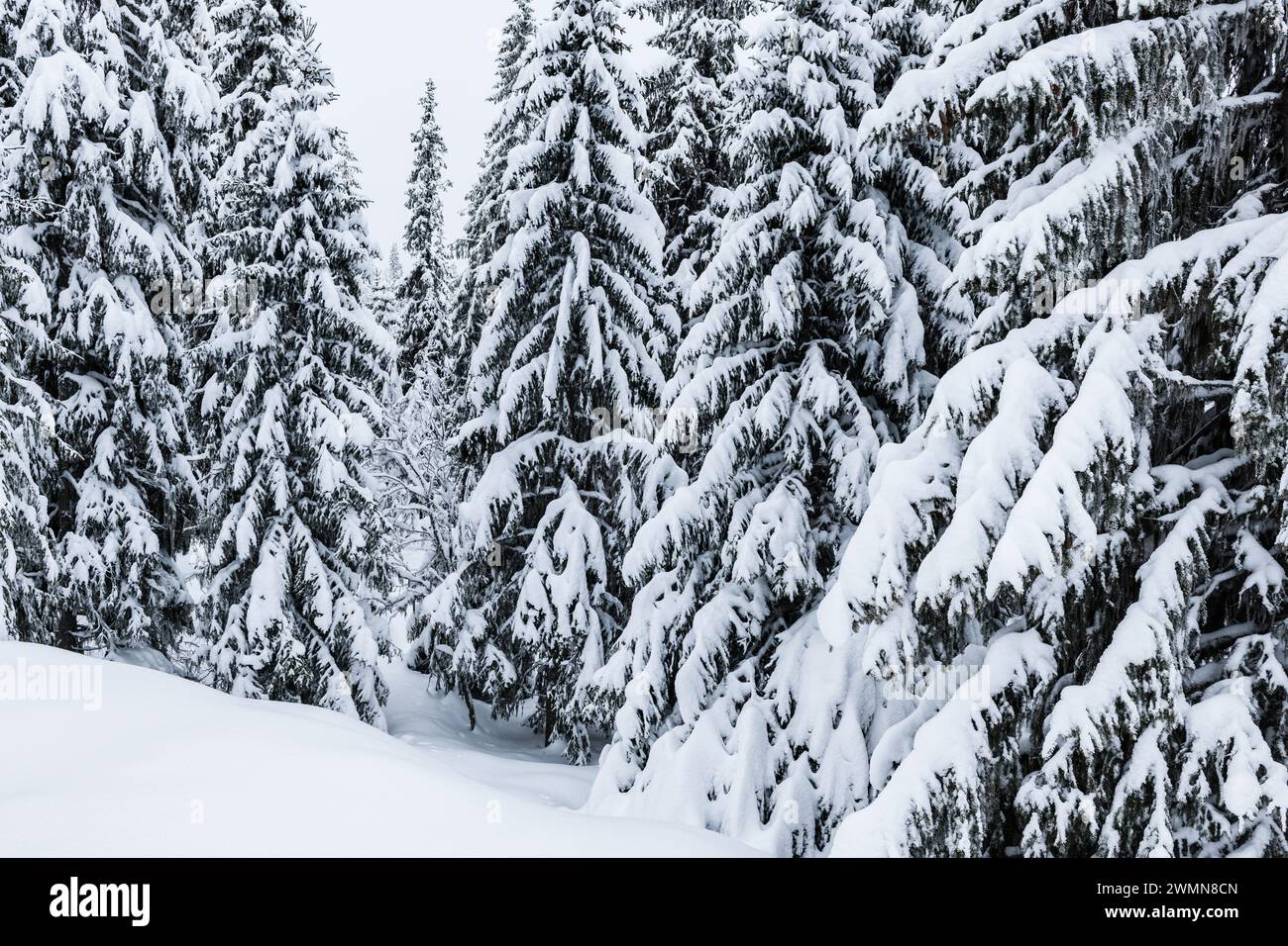 A dense forest in Sweden is blanketed in snow, with countless trees standing tall and covered in ...