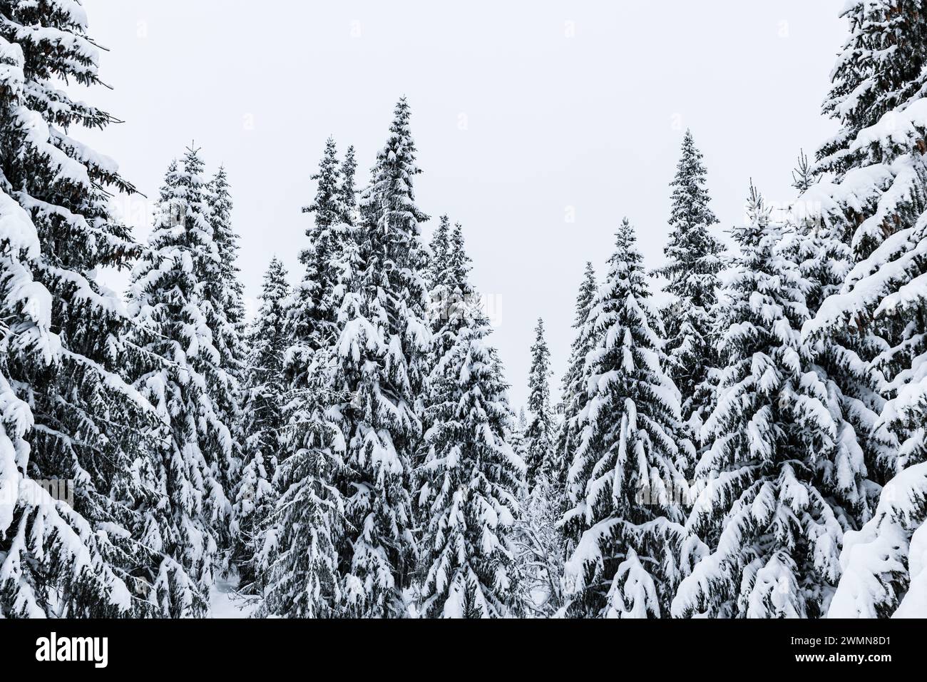 A dense forest in Sweden is blanketed in snow, with countless trees standing tall and covered in ...